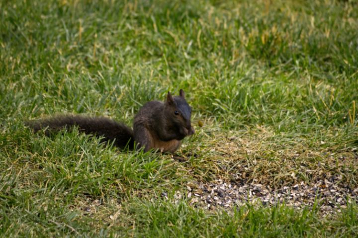 Dine and Dash - Mike Smale - Photography, Animals, Birds, & Fish, Other ...