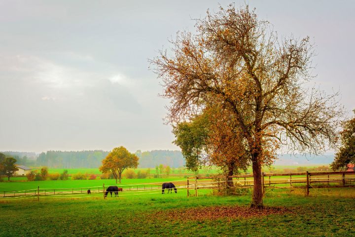 Autumn Pastures - McCarthy's PhotoWorks - Photography, Landscapes ...