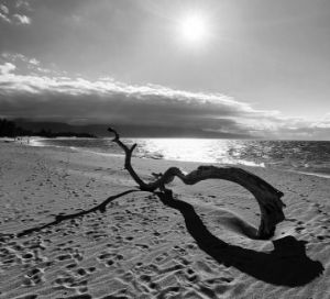 Shawny Fin - Photography, Paintings & Prints, Drawings & Illustration
