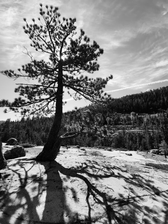 Pine Shadow - Shawny Fin - Photography, Landscapes & Nature, Mountains ...