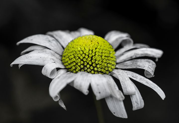High Contrast Photography Flower
