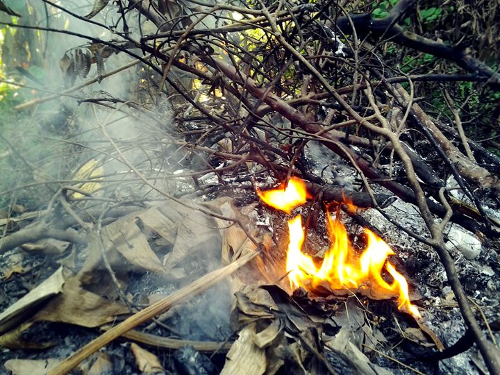 Fire & Smoke - Weird Cookie - Photography, Flowers, Plants, & Trees ...