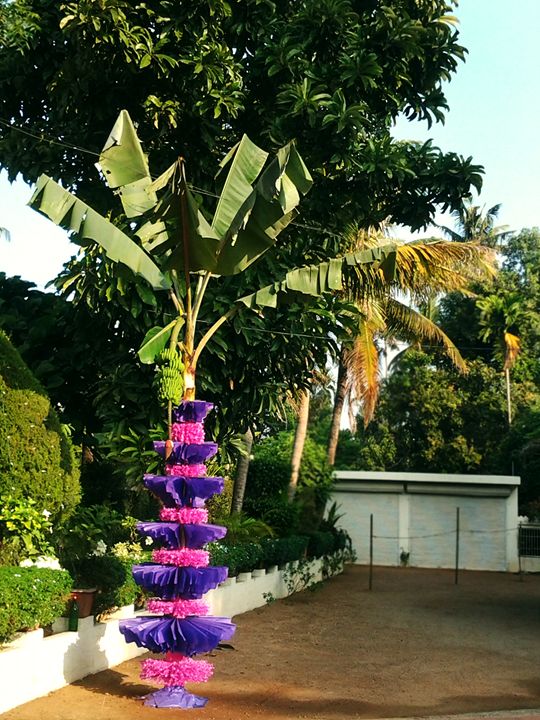 'Pindi' - Weird Cookie - Photography, Flowers, Plants, & Trees, Plants ...