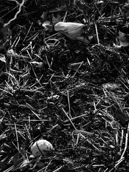 Natasha R. Shacklett - Photography