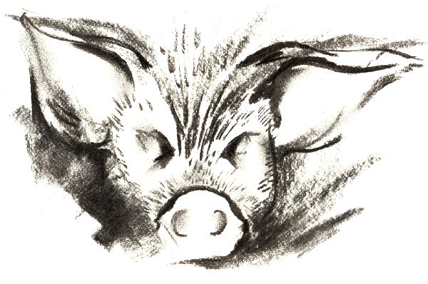 Charcoal Pig - Mark Cawood - Drawings & Illustration, Animals, Birds ...