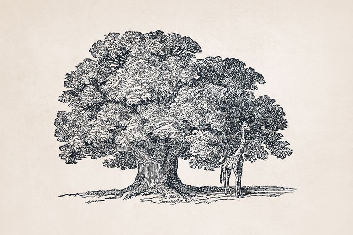 White Oak Tree Drawing