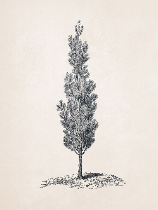 Tree Sketch #04 Pinus Sylvestris - Apolo Prints - Drawings ...