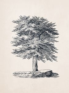Buy Beech, Trees & Shrubs, Flowers, Plants, & Trees, Drawings ...