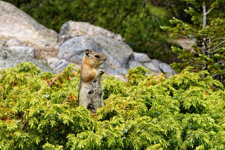 Standing Tall - Ad Astra Images - Photography, Animals, Birds, & Fish ...