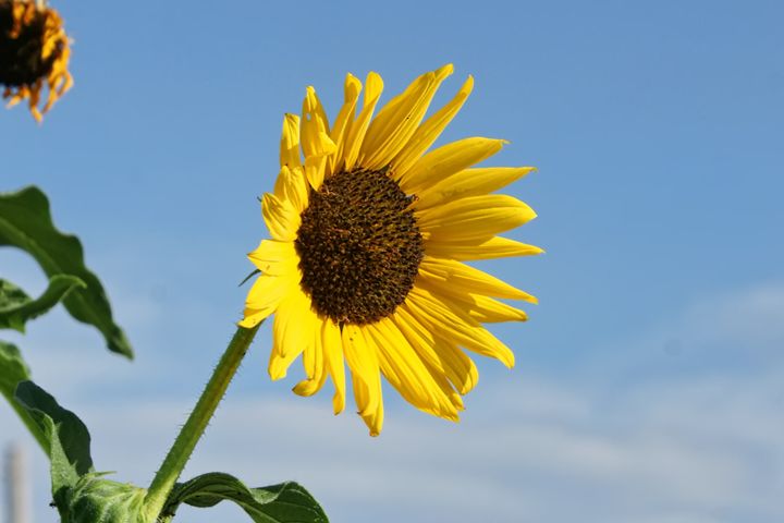 Sunflower - Ad Astra Images - Photography, Landscapes & Nature, Fields ...