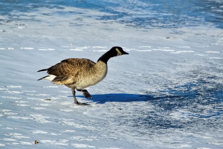 Cold Feet - Ad Astra Images - Photography, Animals, Birds, & Fish ...