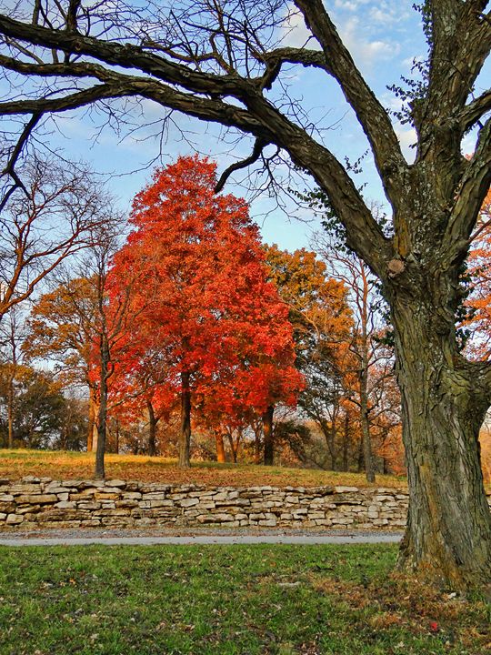 Fall Colors - Ad Astra Images - Photography, Flowers, Plants, & Trees ...