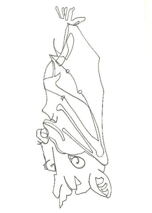 BAT - Alexandra Anderson Crow Brown - Drawings & Illustration, Animals ...