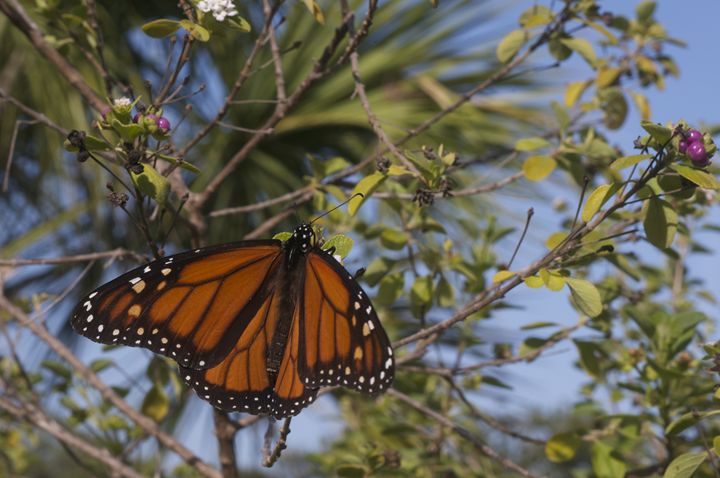 Monarch Butterfly - Key West Images - Photography, Animals, Birds ...