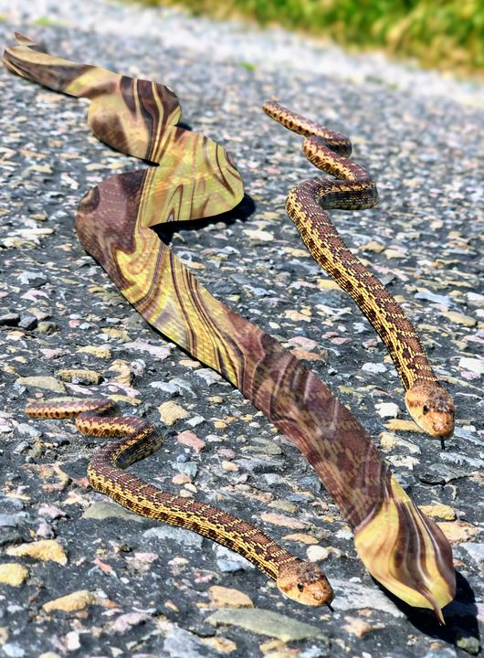 Triple Snake - Intuography - Photography, Animals, Birds, & Fish ...