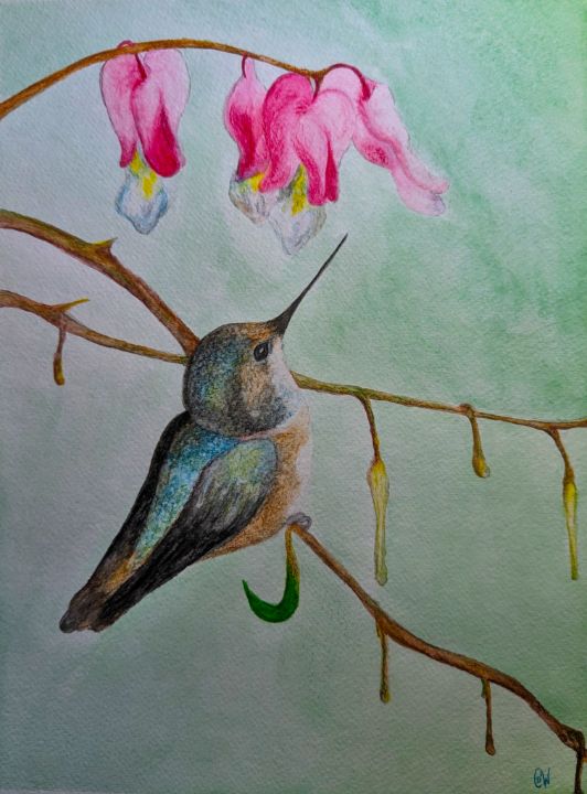 Hummingbird Bleeding Heart