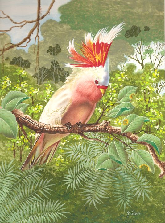 Cockatoo - Laura Greco - Drawings & Illustration, Animals, Birds ...