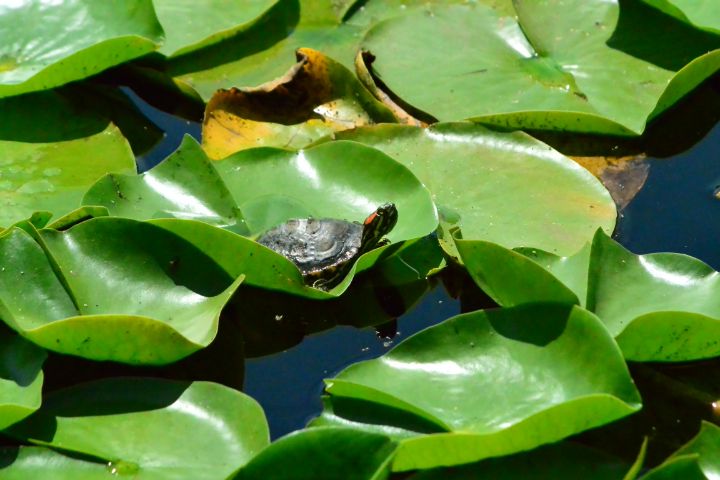 Hatchling Painted Turtle - Nicki Bennett - Photography, Animals, Birds ...