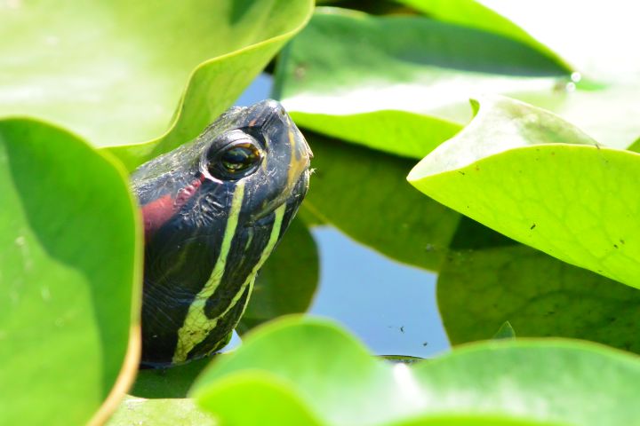 Head of the Turtle - Nicki Bennett - Photography, Animals, Birds ...