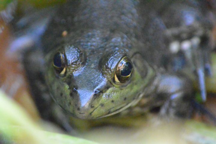 Portrait of a Frog - Nicki Bennett - Photography, Animals, Birds ...