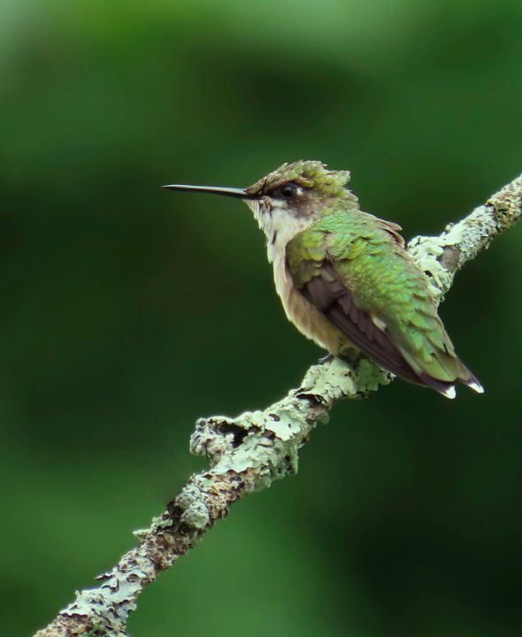 Hummingbird Resting On Tree Branch - Rebecca Grzenda - Photography ...