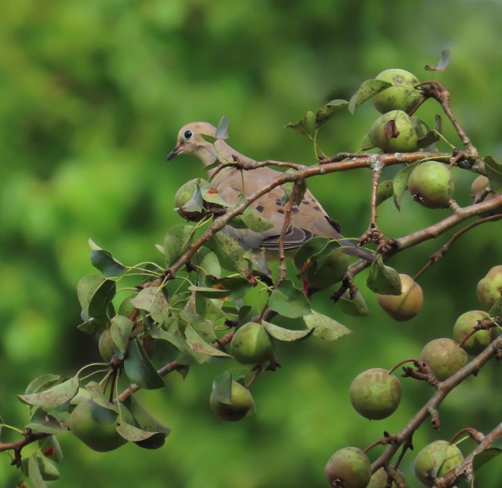 Dove In Pear Tree - Rebecca Grzenda - Photography, Animals, Birds ...