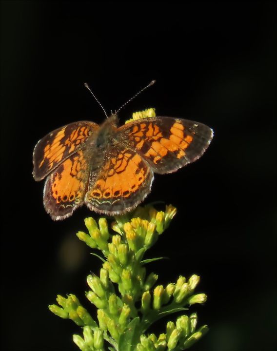 Pearl Crescent Butterfly - Rebecca Grzenda - Photography, Animals ...
