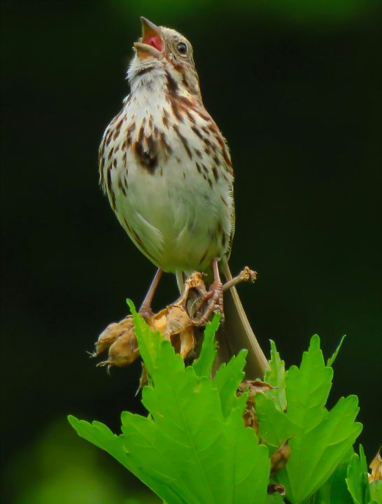 Song Sparrow Singing - Rebecca Grzenda - Photography, Animals, Birds ...