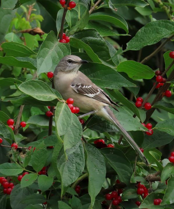Northern Mockingbird Amongst Berries - Rebecca Grzenda - Photography ...