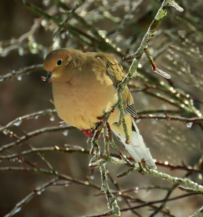 Dove On Ice - Rebecca Grzenda - Photography, Animals, Birds, & Fish ...