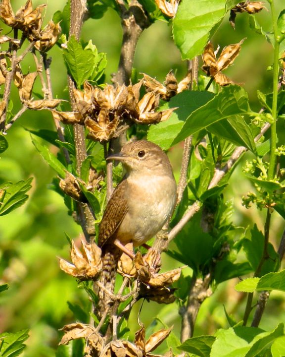 The House Wren - Rebecca Grzenda - Photography, Animals, Birds, & Fish ...