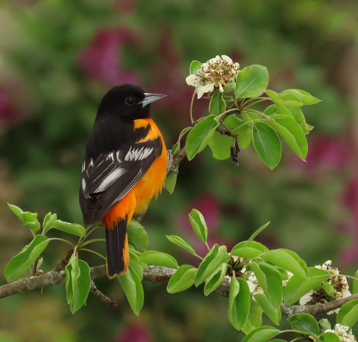 Northern Oriole - Rebecca Grzenda - Photography, Animals, Birds, & Fish ...