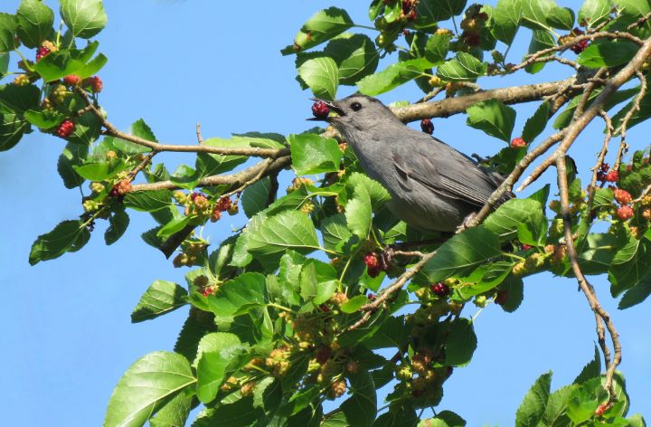 Gray Catbird With Berry Catch - Rebecca Grzenda - Photography, Animals ...