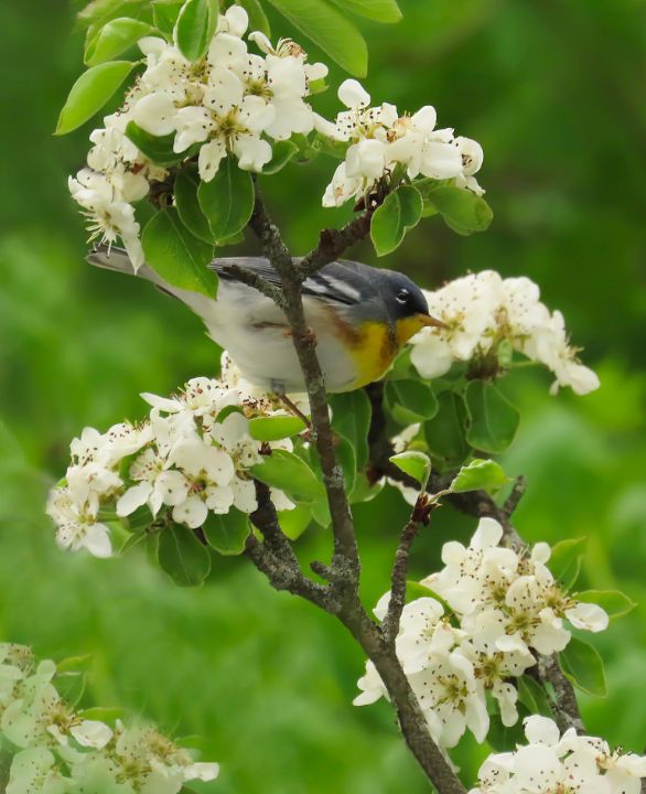 Northern Parula in Pear Tree - Rebecca Grzenda - Photography, Animals ...