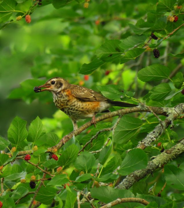 Juvenile Robin With A Catch - Rebecca Grzenda - Photography, Animals ...