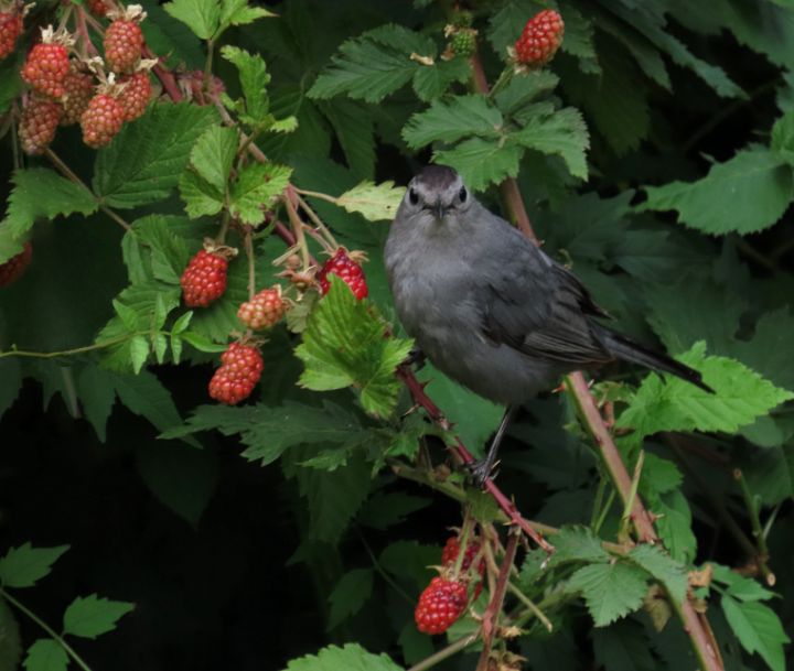 Catbird Among Raspberries - Rebecca Grzenda - Photography, Animals ...