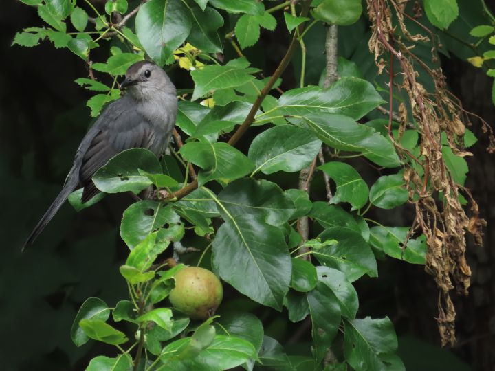 Gray Catbird In Pear Tree - Rebecca Grzenda - Photography, Animals ...