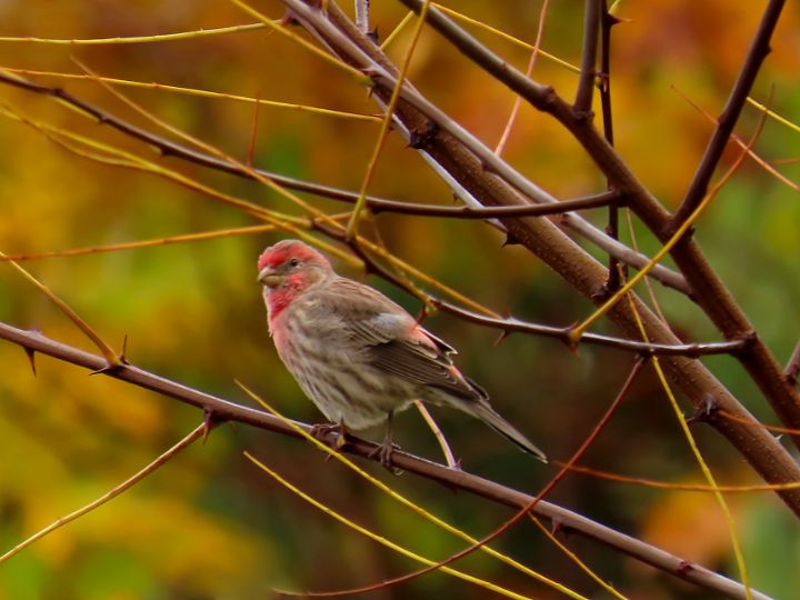 House Finch Among Fall Colors - Rebecca Grzenda - Photography, Animals ...