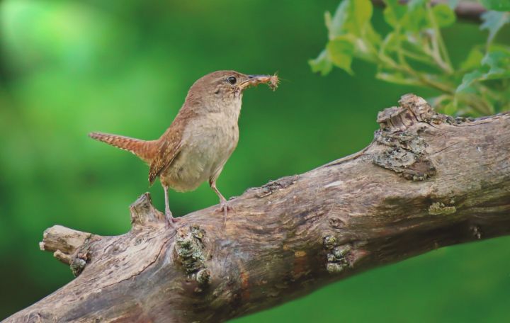 House Wren With A Catch - Rebecca Grzenda - Photography, Animals, Birds ...