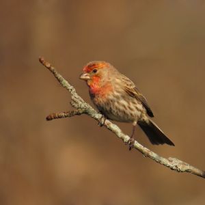 House Finch Among Fall Colors - Rebecca Grzenda - Photography, Animals ...