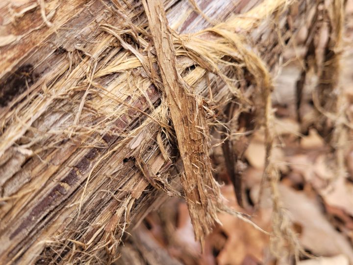 Shredded Tree - Jumping Moon Designs - Photography, Flowers, Plants ...