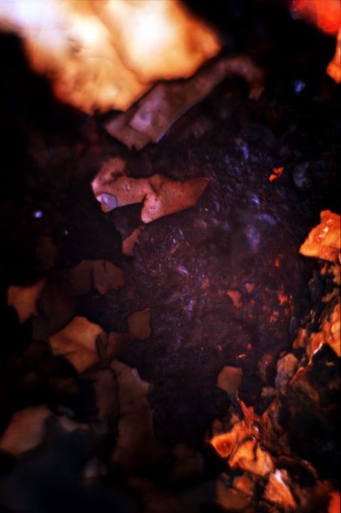 Leaf litter abstract - Philippe Legault - Photography, Abstract, Other ...