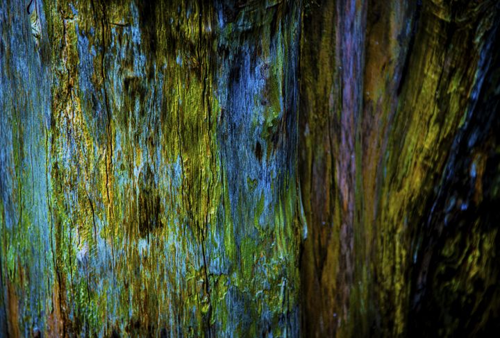 Tree & wood texture Canada - Kumoki - Photography, Landscapes & Nature ...