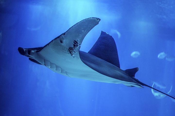 Manta ray Portugal - Philippe Legault - Photography, Animals, Birds ...