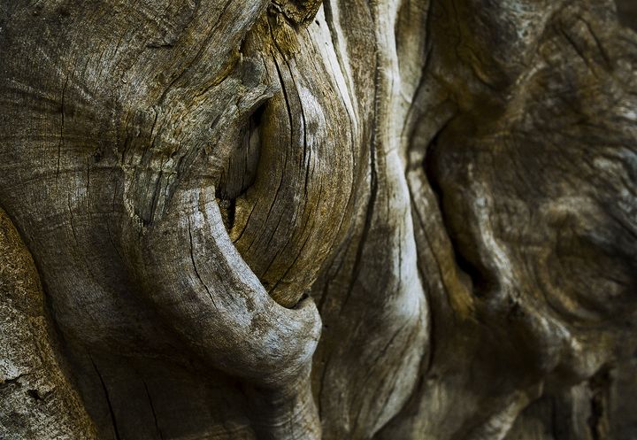 Thinking tree Canada - Kumoki - Photography, Landscapes & Nature, Other ...