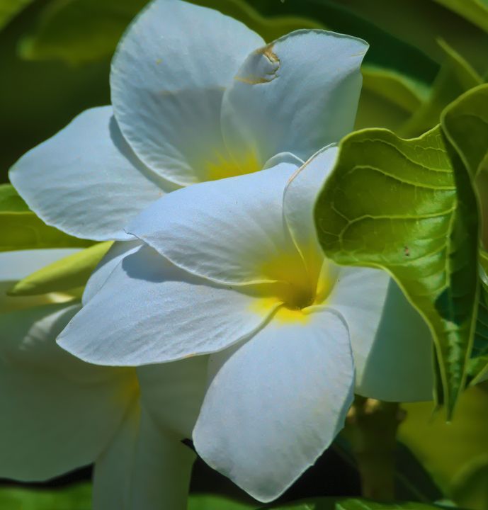 Samaguita Flower - Derrick Block Photography - Photography, Flowers ...