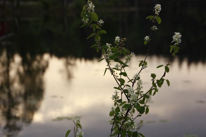 Anderson Photography - Photography