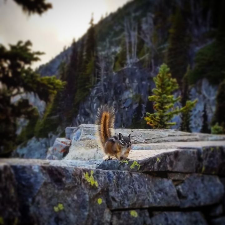 Mountain Chipmunk - Sierra Bradley - Photography, Animals, Birds ...