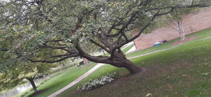 Sideways tree - Jessica's art, crafts, photography, - Photography ...