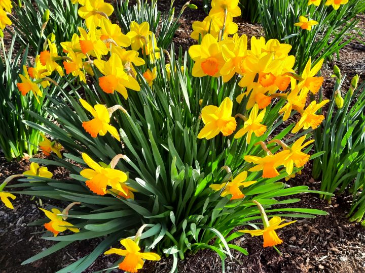 Signs of Spring 8 - Kaleidoscopic Visions - Photography, Flowers ...